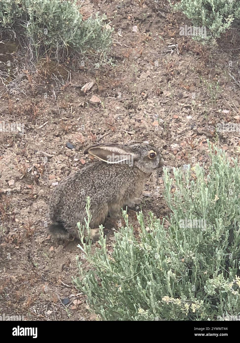 Black-tailed Jackrabbit (Lepus californicus Stock Photo - Alamy