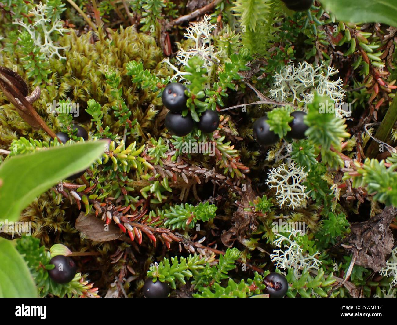 black crowberry (Empetrum nigrum Stock Photo - Alamy