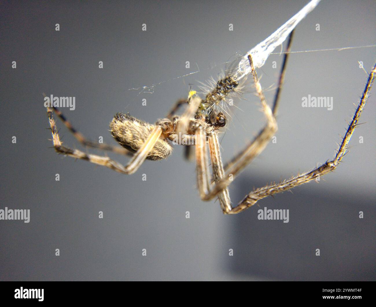Furrow Spiders (Larinioides Stock Photo - Alamy