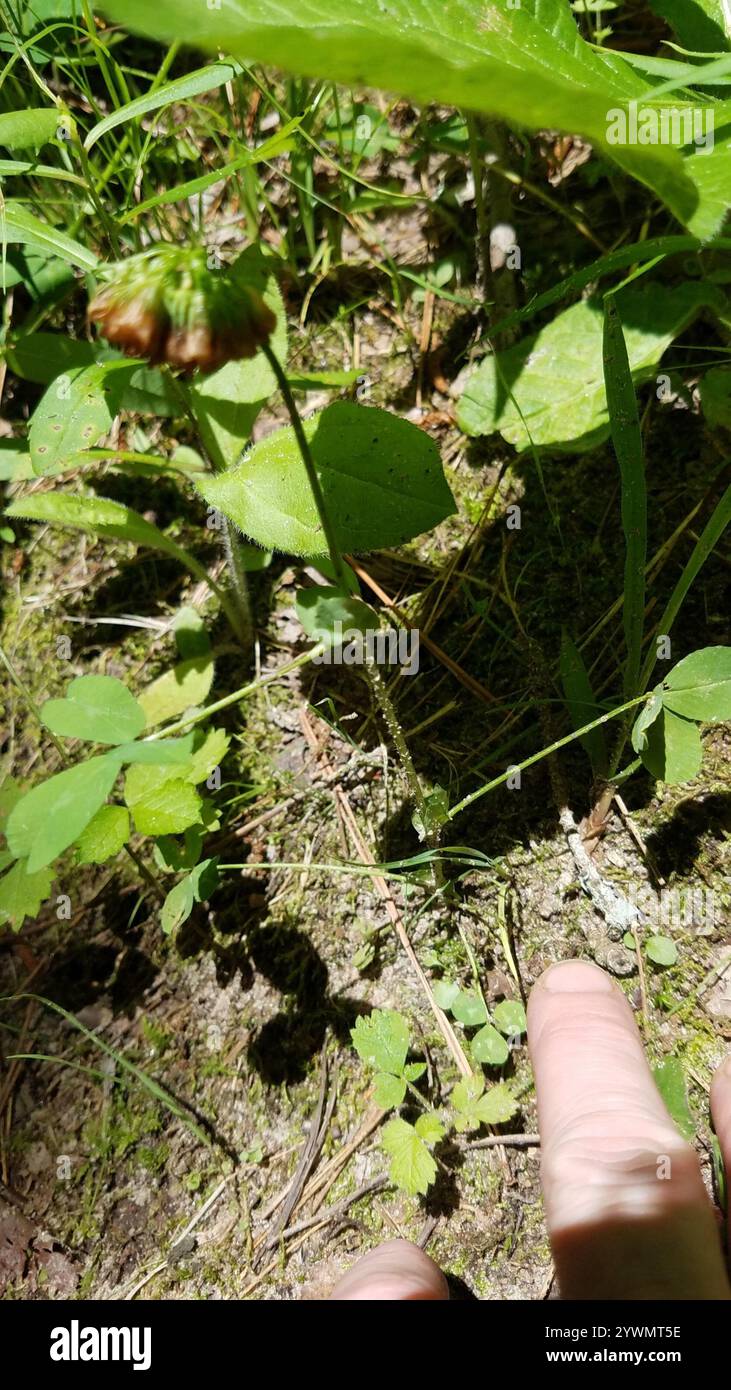 buffalo clover (Trifolium reflexum Stock Photo - Alamy