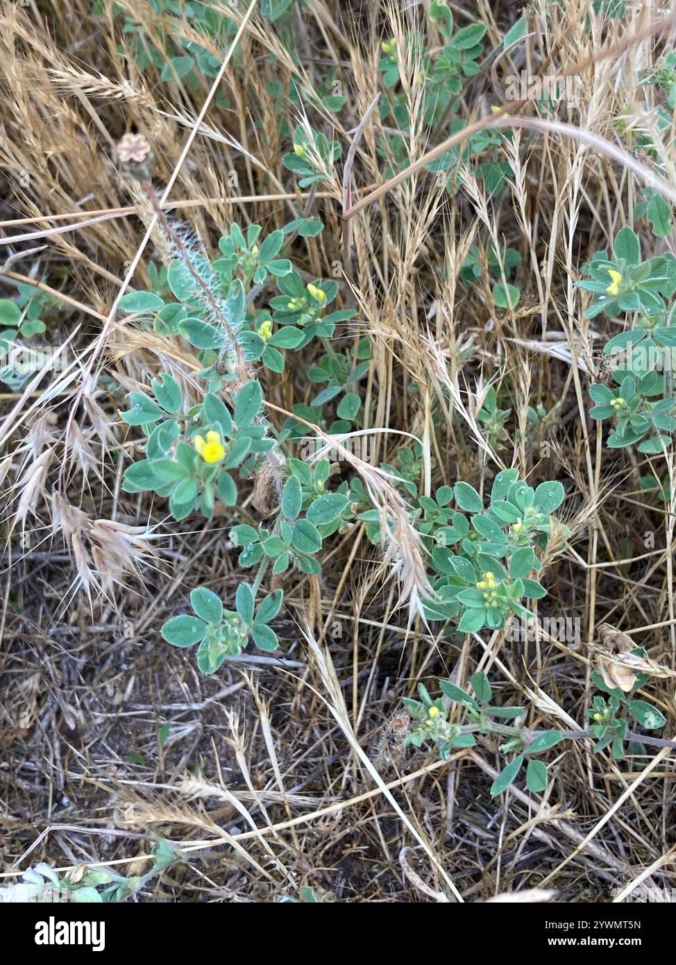 little bur-clover (Medicago minima Stock Photo - Alamy