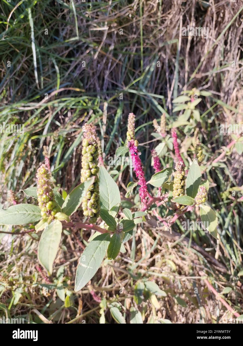 Inkweed (Phytolacca octandra Stock Photo - Alamy