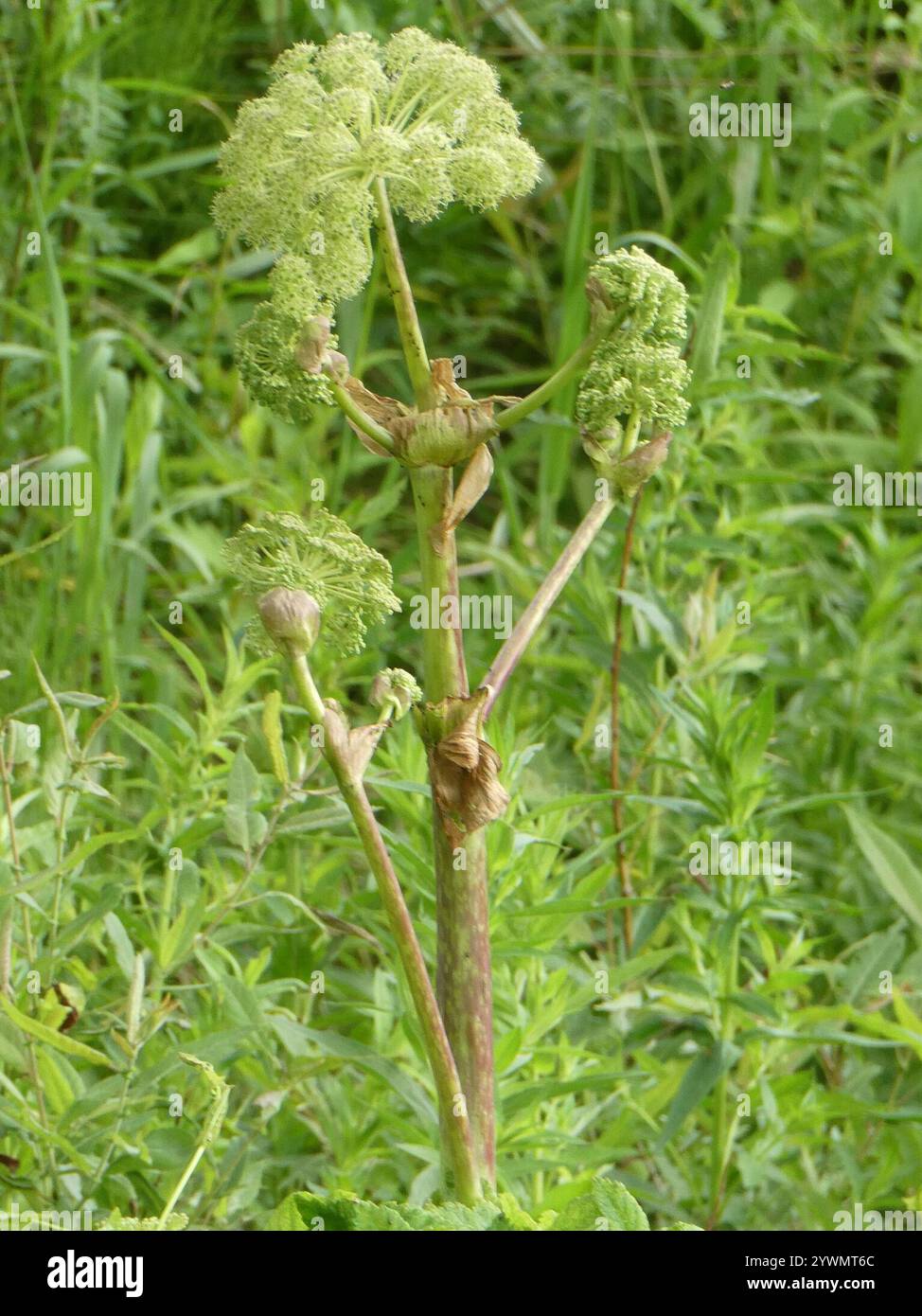 purple-stemmed angelica (Angelica atropurpurea Stock Photo - Alamy