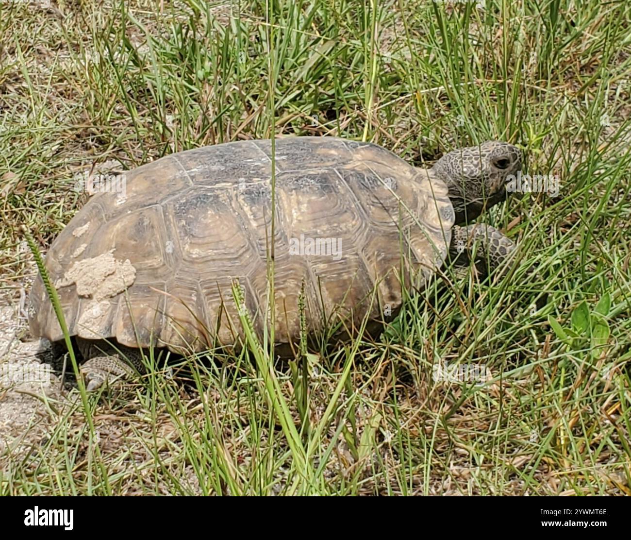 Gopher Tortoise (Gopherus polyphemus Stock Photo - Alamy