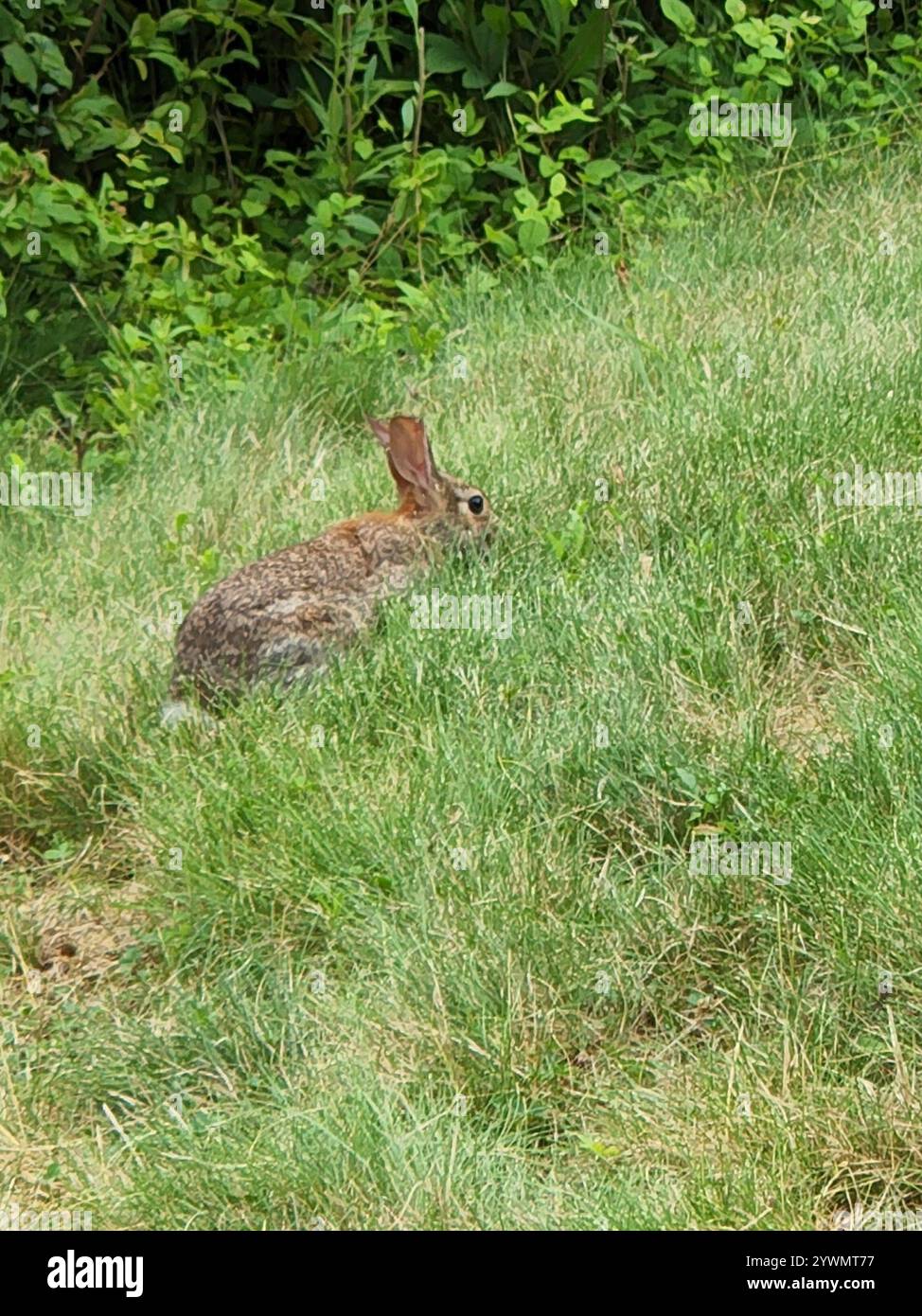 Eastern Cottontail (Sylvilagus floridanus Stock Photo - Alamy