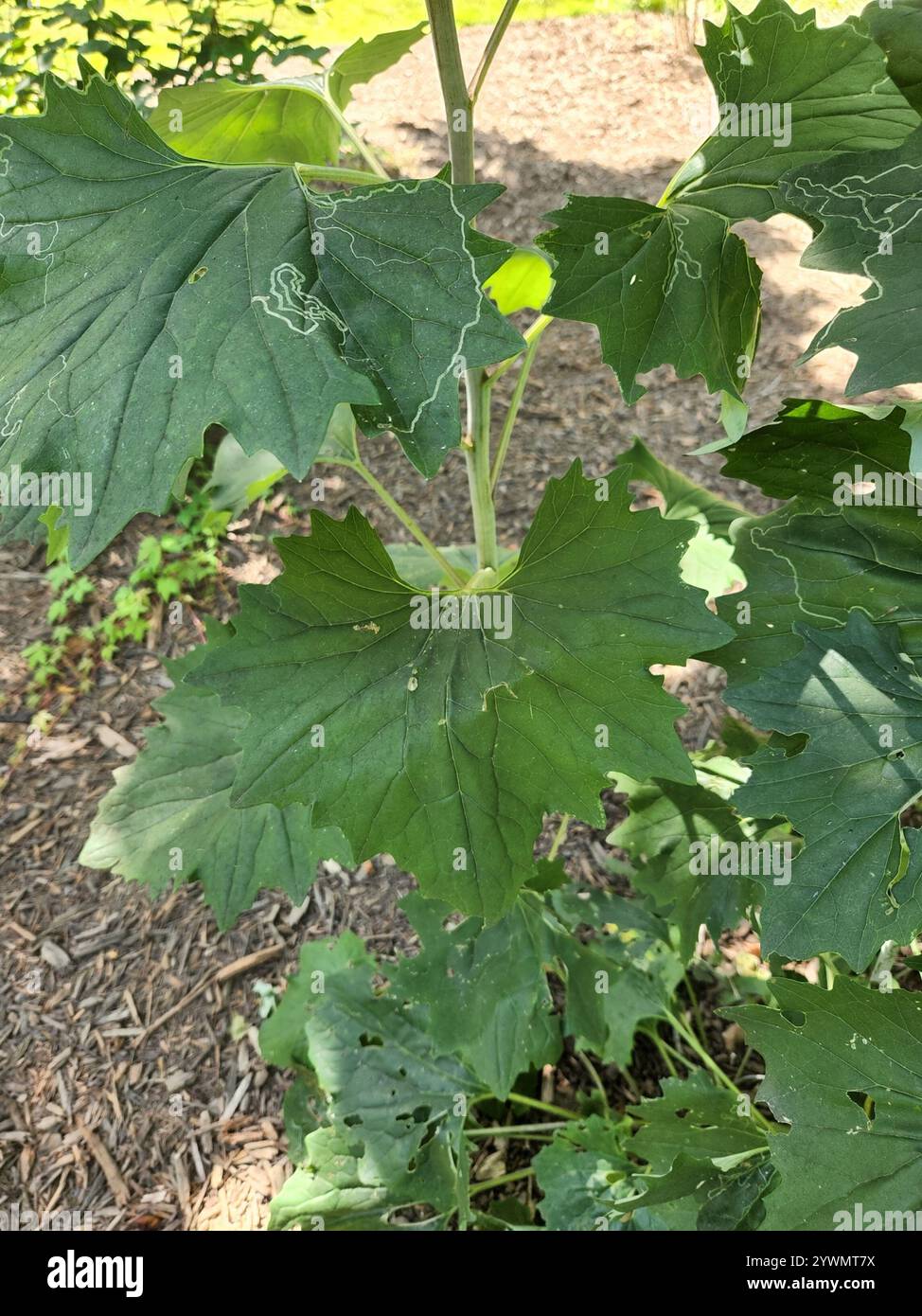 pale Indian plantain (Arnoglossum atriplicifolium Stock Photo - Alamy