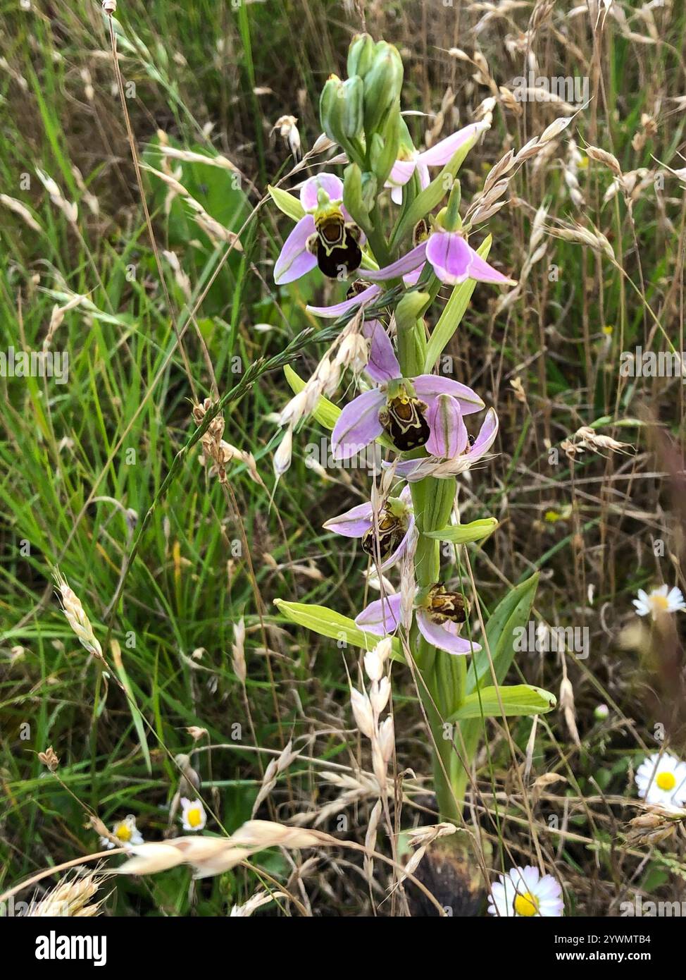 Bee Orchid (Ophrys apifera Stock Photo - Alamy