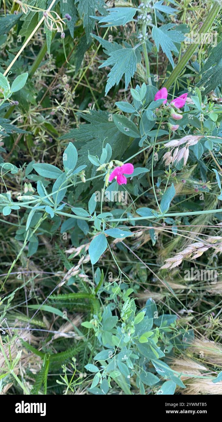tuberous pea (Lathyrus tuberosus Stock Photo - Alamy