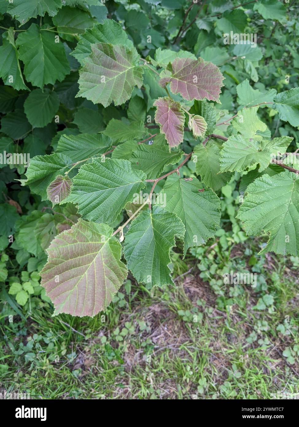 common hazel (Corylus avellana Stock Photo - Alamy