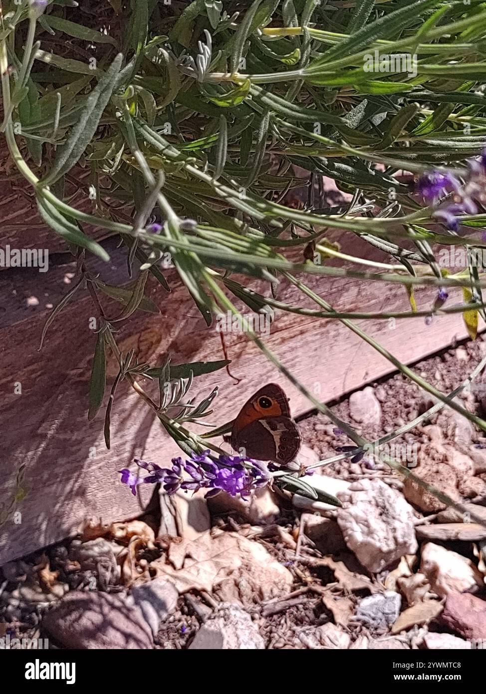 Spanish Gatekeeper (Pyronia bathseba Stock Photo - Alamy