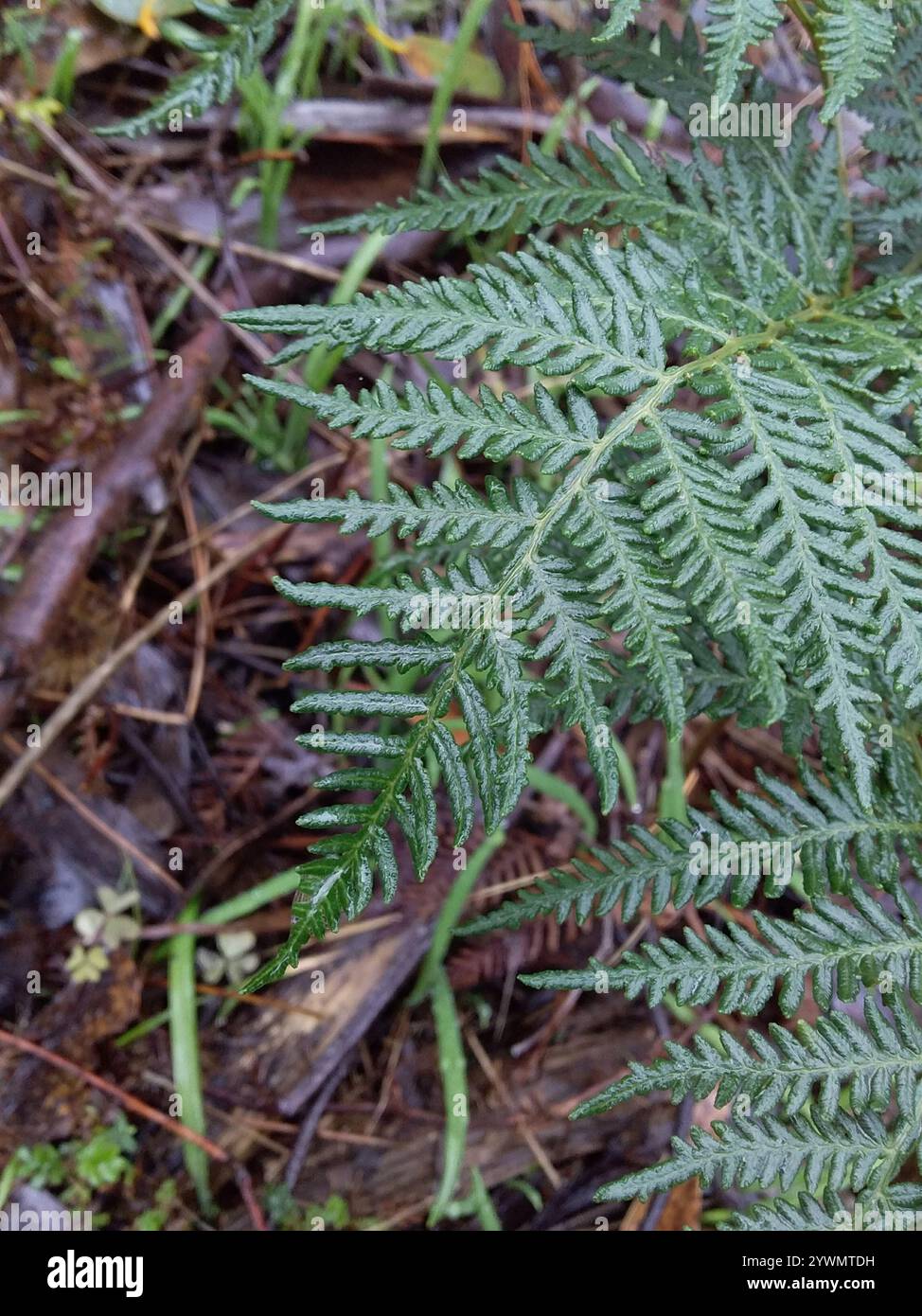 Austral Bracken (Pteridium esculentum Stock Photo - Alamy