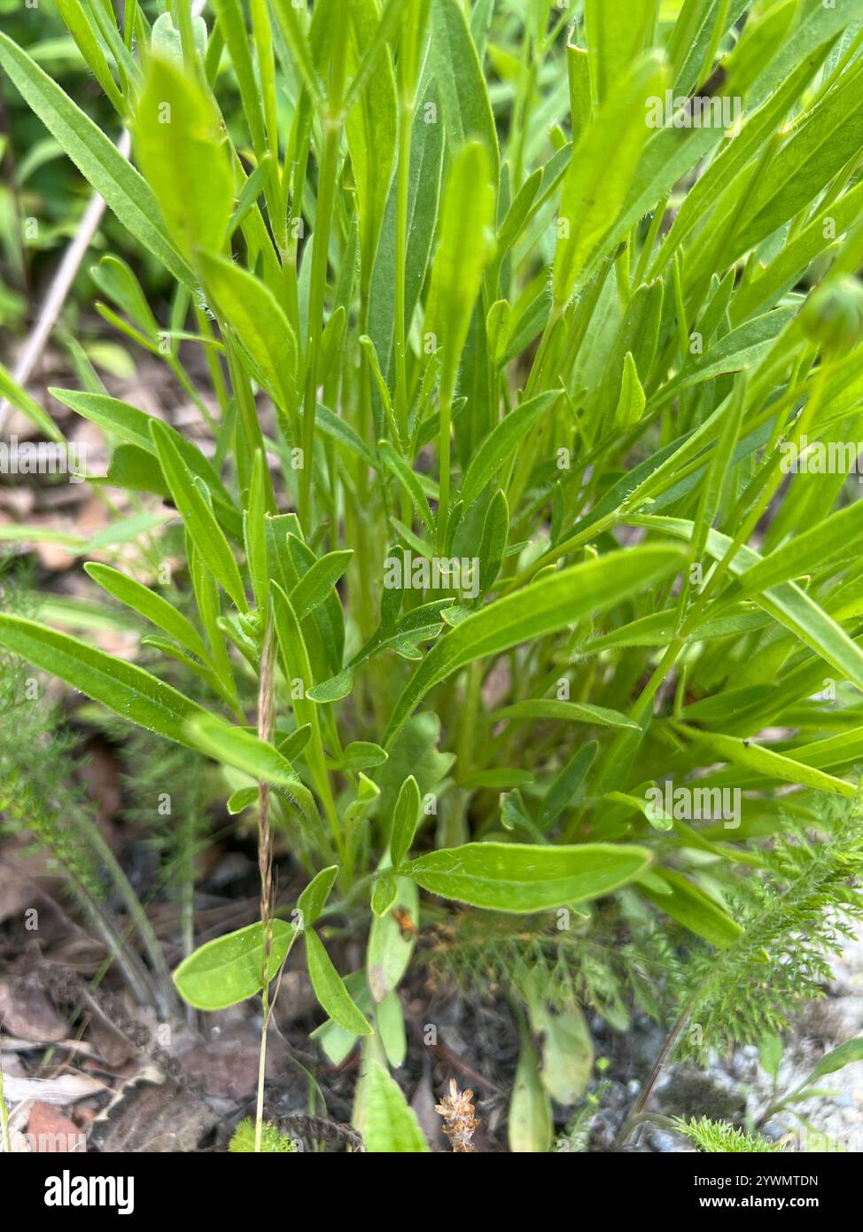Lance-leaved Coreopsis (Coreopsis lanceolata Stock Photo - Alamy