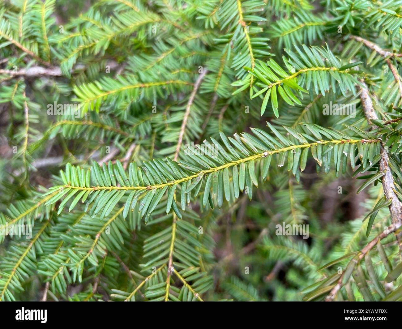Pacific yew (Taxus brevifolia Stock Photo - Alamy
