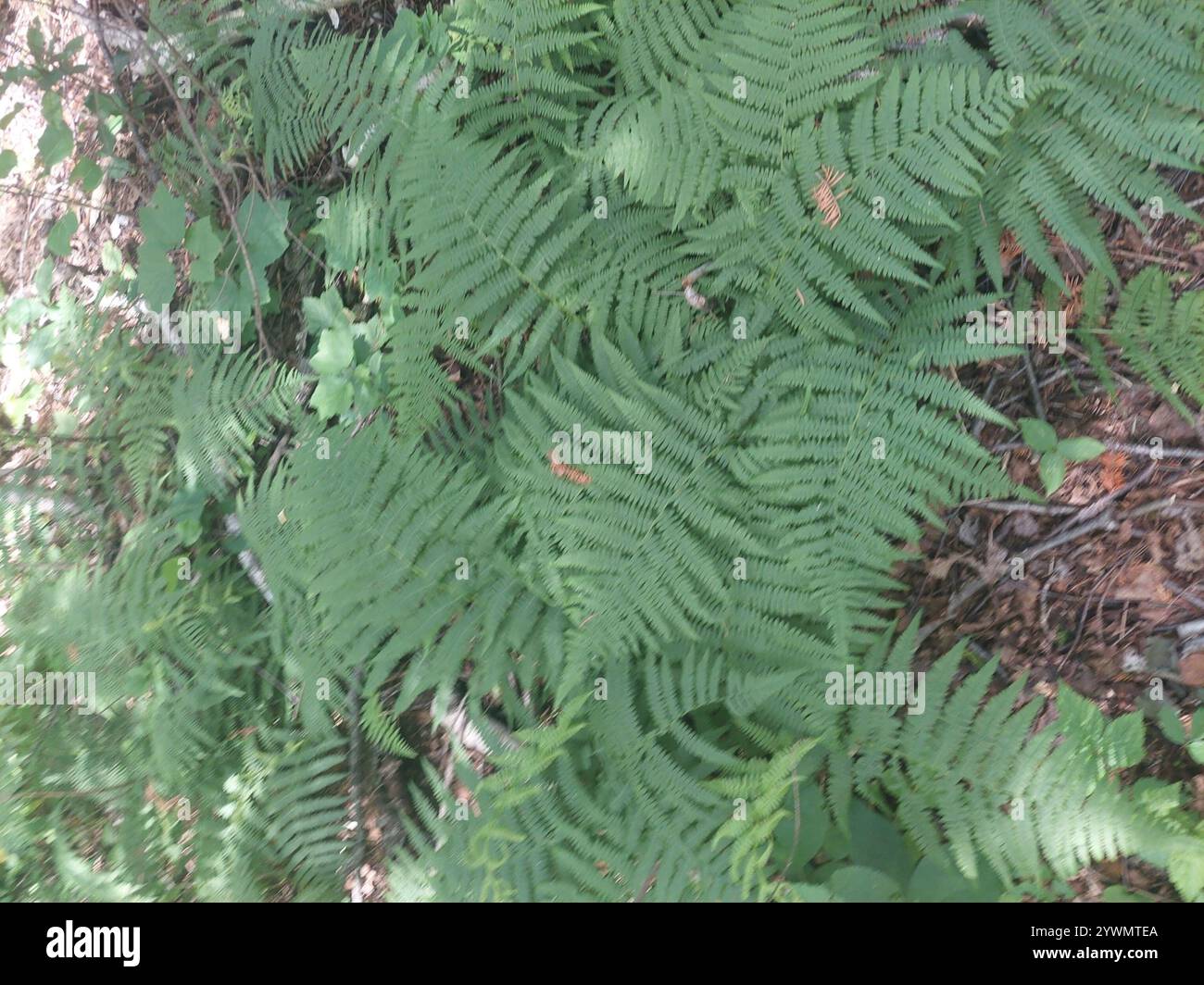 northern lady fern (Athyrium angustum Stock Photo - Alamy