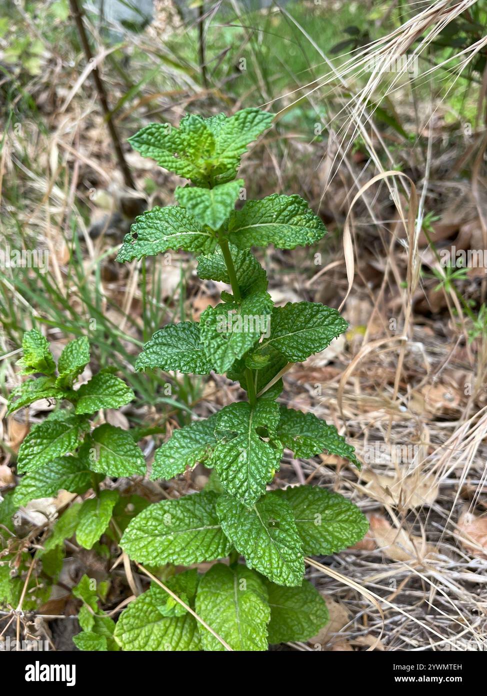 mint family (Lamiaceae Stock Photo - Alamy