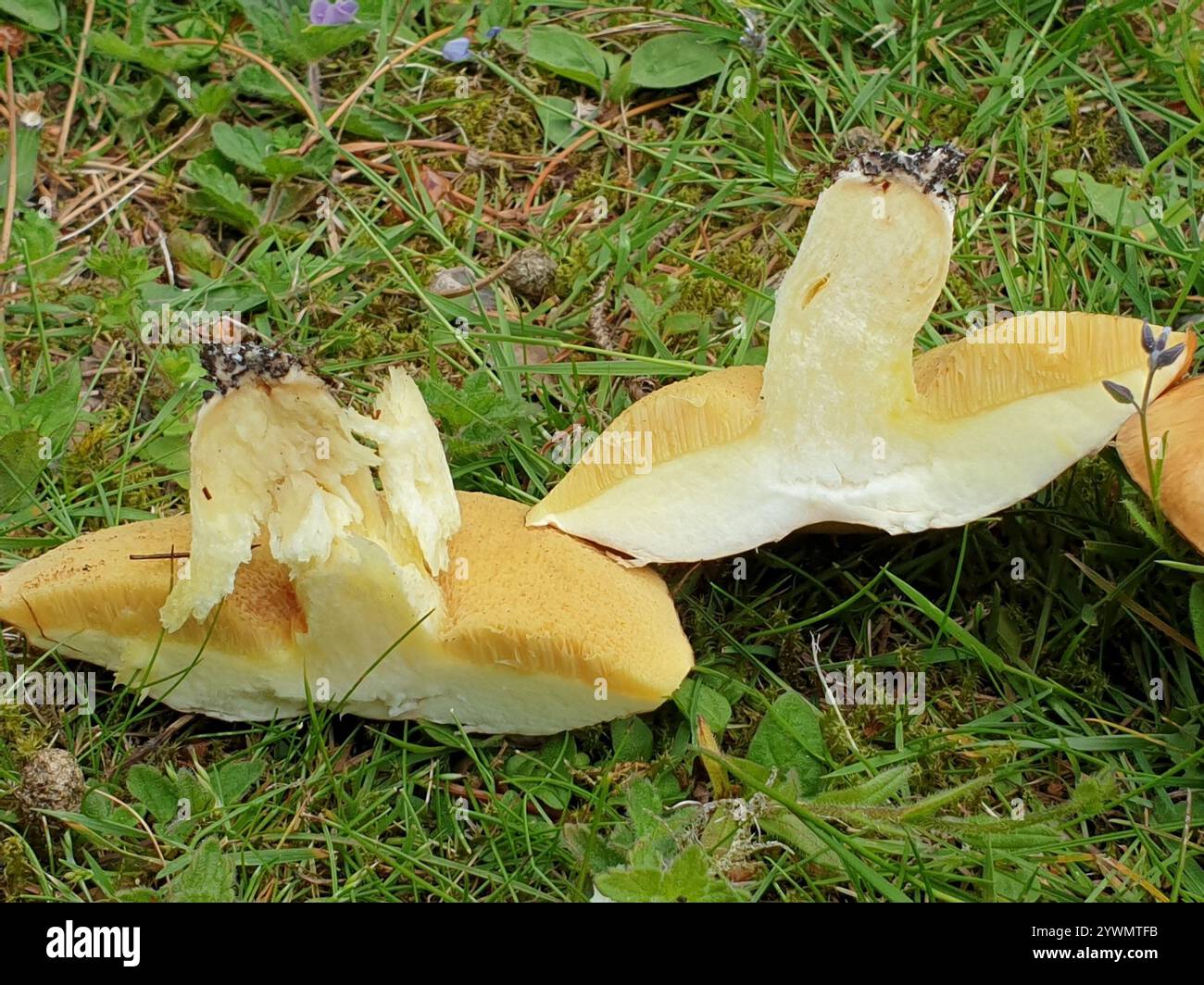 Dotted-stalked Suillus (Suillus granulatus Stock Photo - Alamy