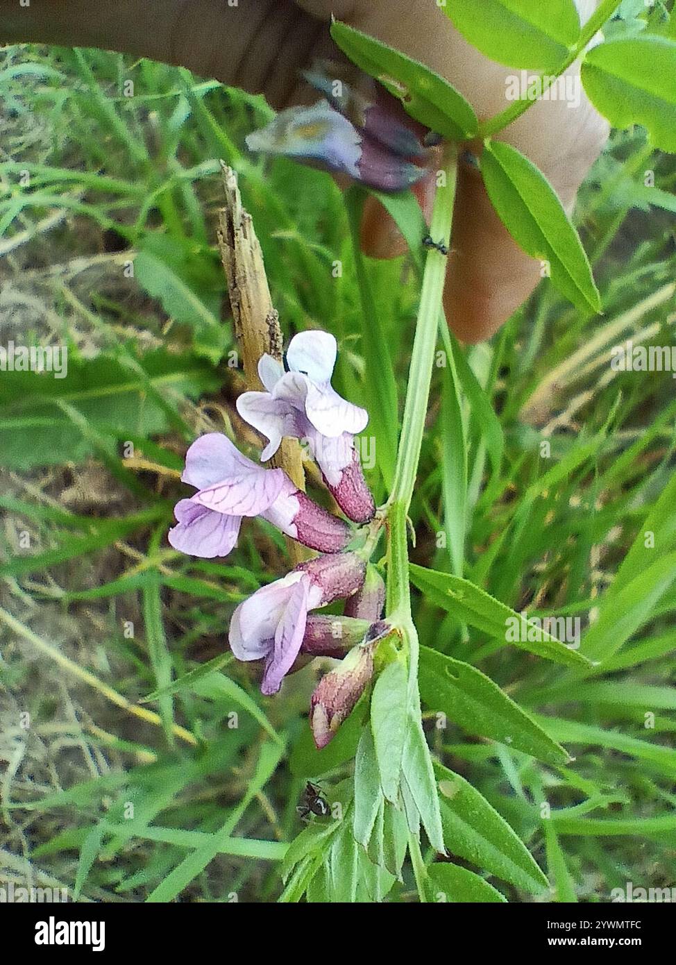 Bush Vetch (Vicia sepium Stock Photo - Alamy