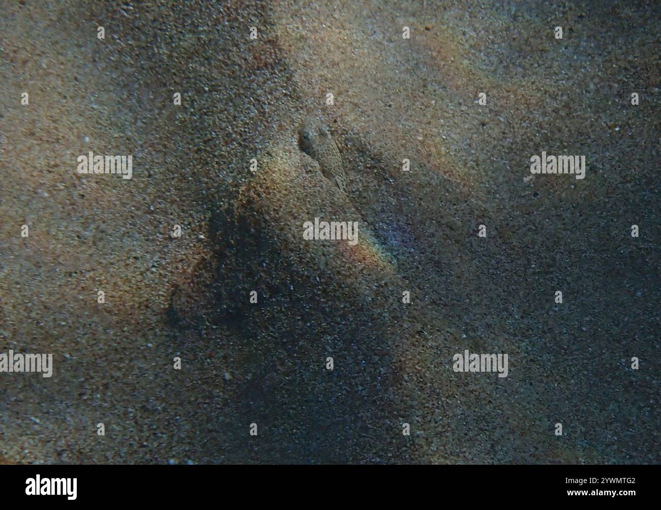 Spotted Weever (Trachinus araneus Stock Photo - Alamy