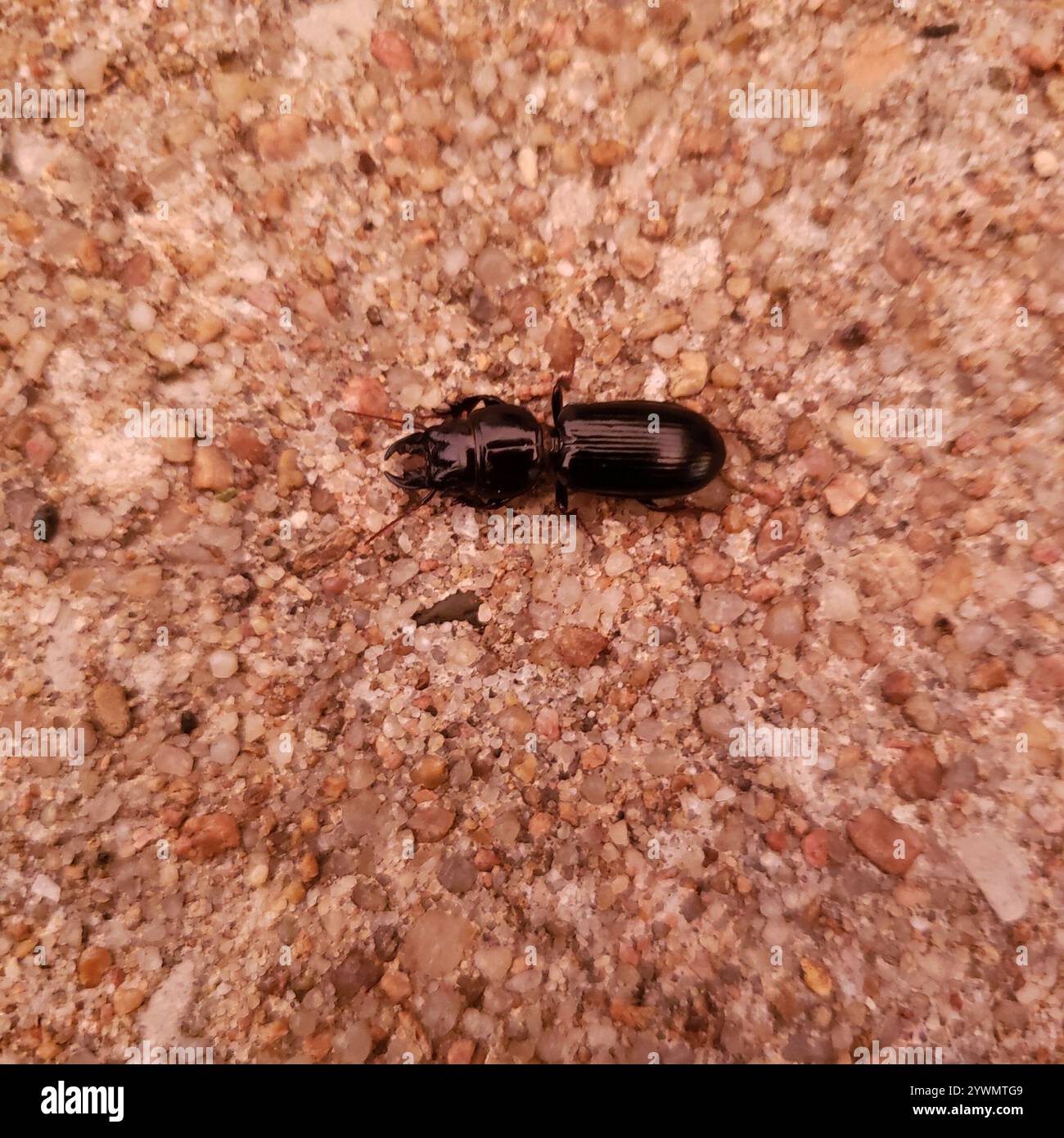 Big-headed Ground Beetle (Scarites subterraneus Stock Photo - Alamy