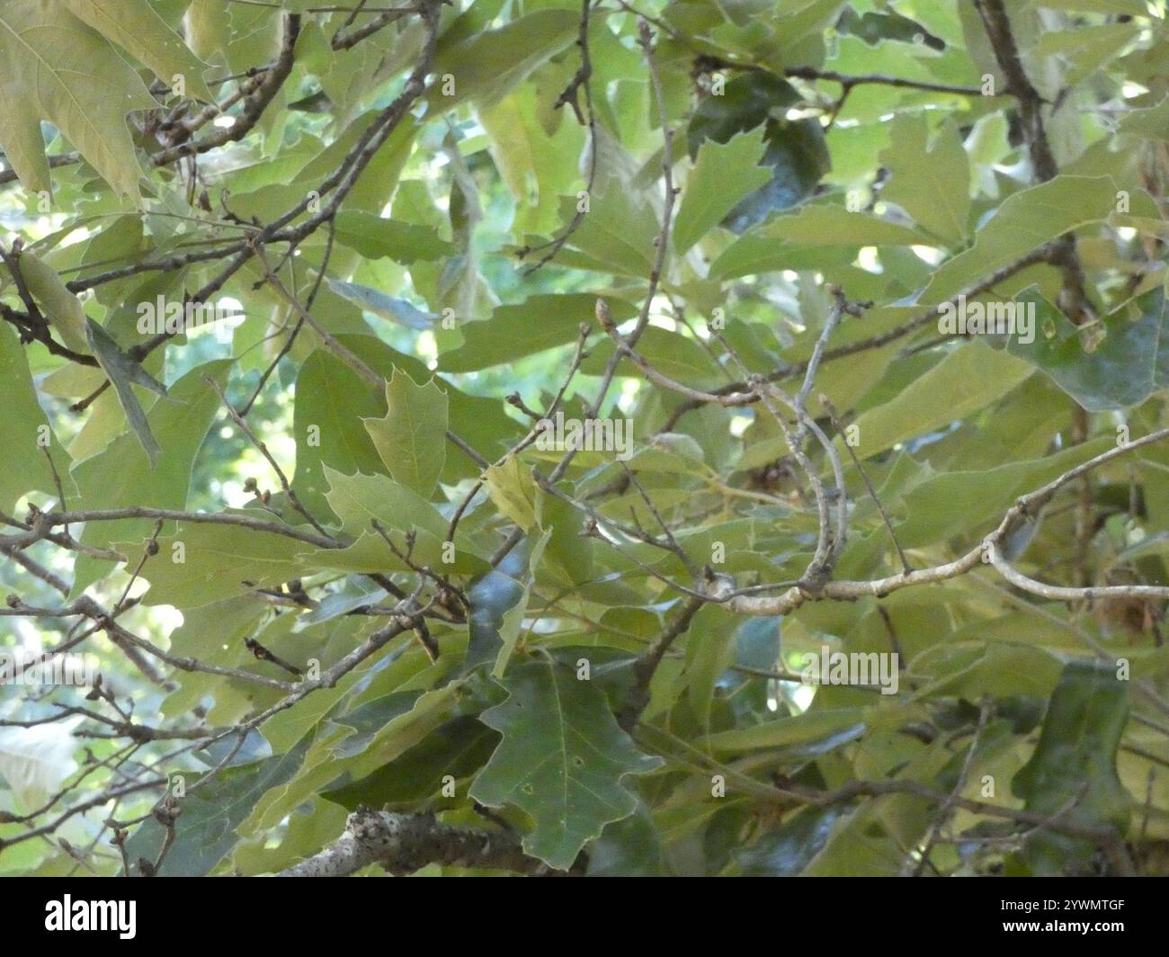 southern red oak (Quercus falcata Stock Photo - Alamy