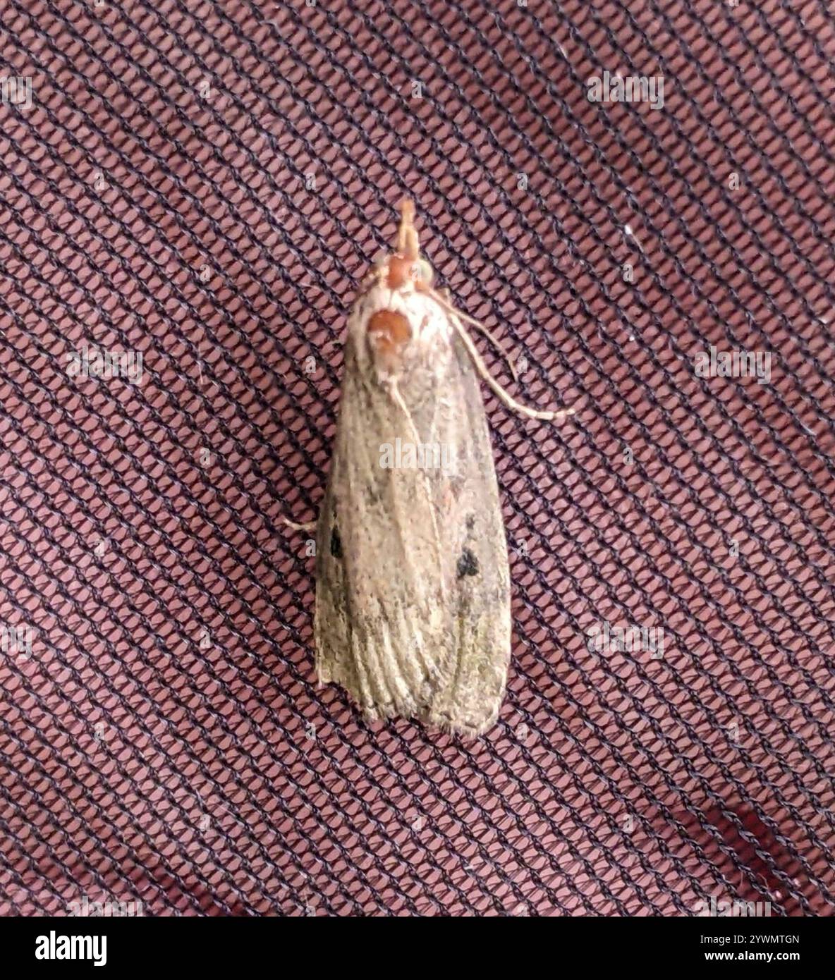 Bee Moth (Aphomia sociella Stock Photo - Alamy