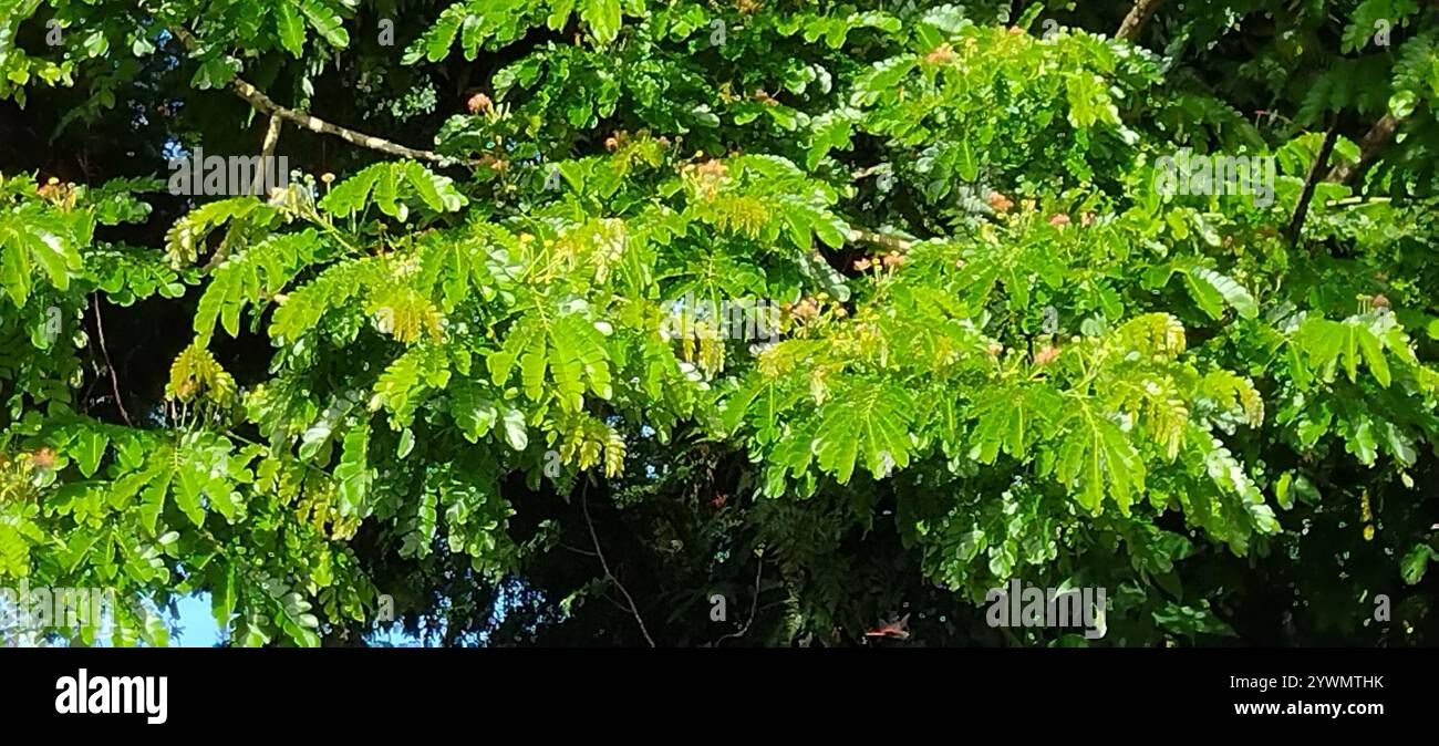 Monkey pod tree (Samanea saman Stock Photo - Alamy