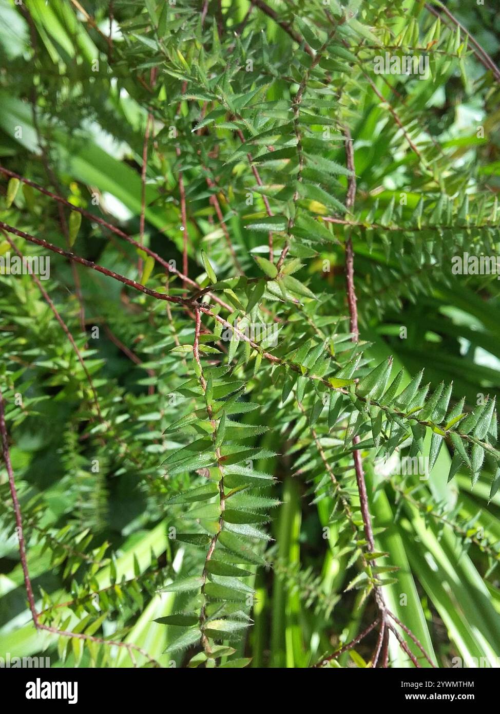 Mount Lofty Ground-berry (Acrotriche fasciculiflora Stock Photo - Alamy