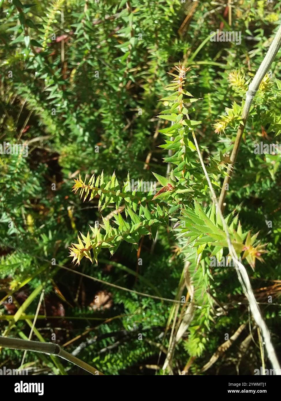 Mount Lofty Ground-berry (Acrotriche fasciculiflora Stock Photo - Alamy
