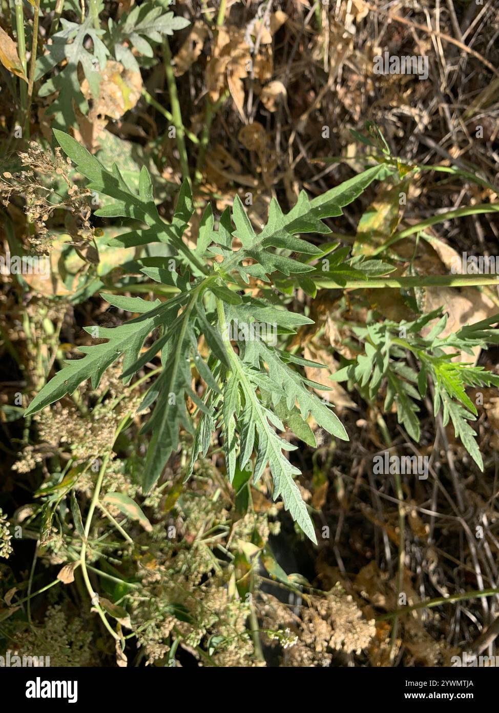 western ragweed (Ambrosia psilostachya Stock Photo - Alamy