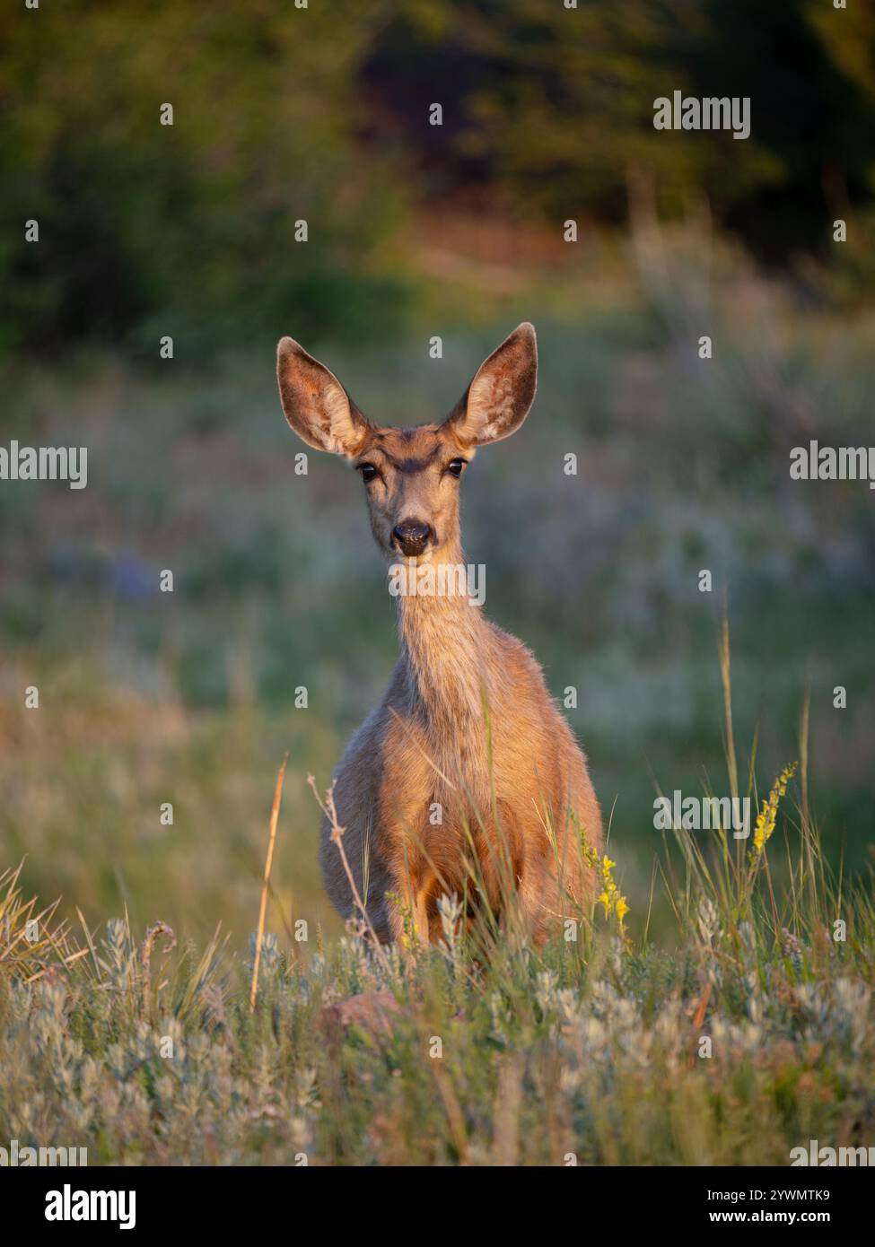 Deer wildflowers hi-res stock photography and images - Alamy