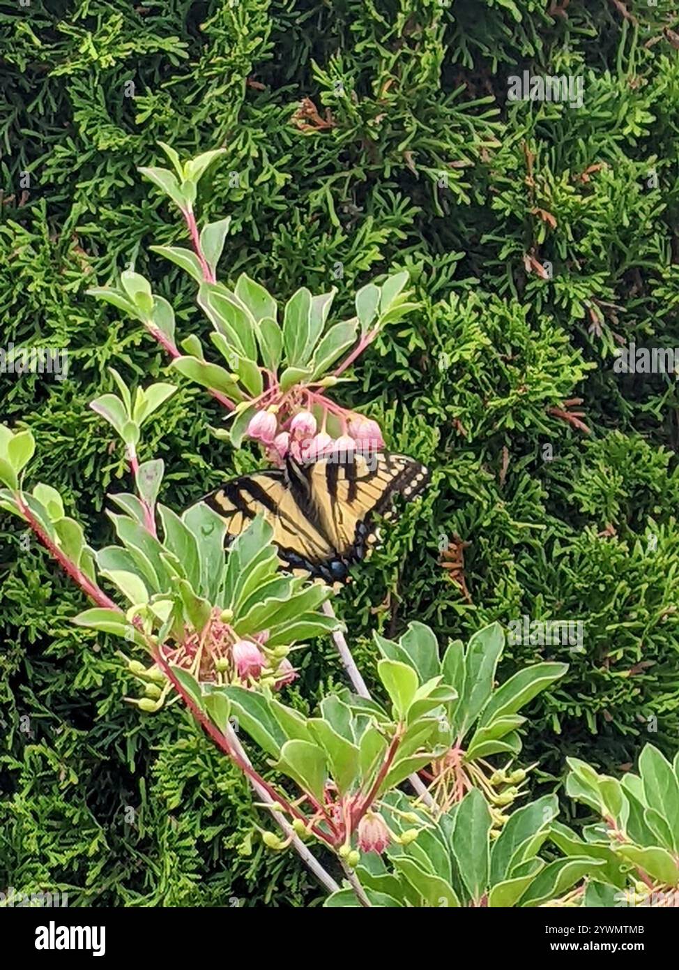 Canadian Tiger Swallowtail (Papilio canadensis Stock Photo - Alamy