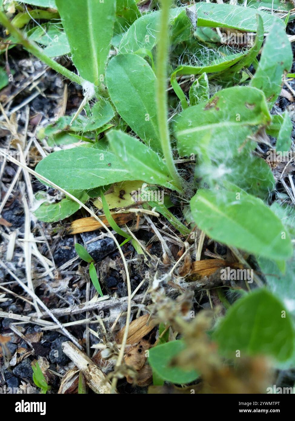 mouse-eared hawkweed (Pilosella officinarum Stock Photo - Alamy