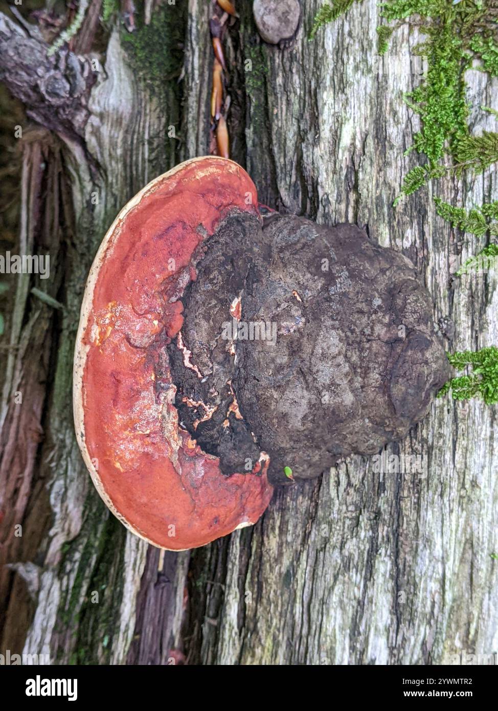 Northern Red Belt (Fomitopsis mounceae Stock Photo - Alamy
