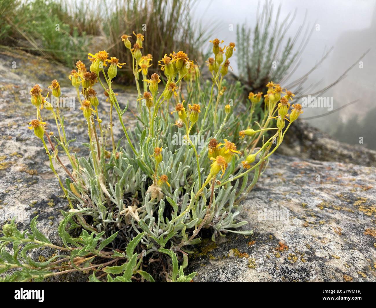 woolly groundsel (Packera cana Stock Photo - Alamy