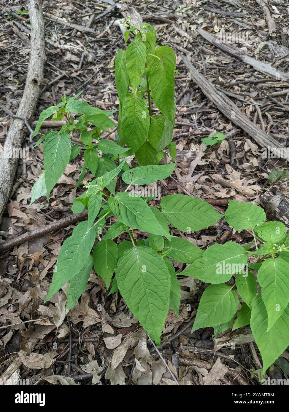 broadleaf enchanter's nightshade (Circaea canadensis Stock Photo - Alamy