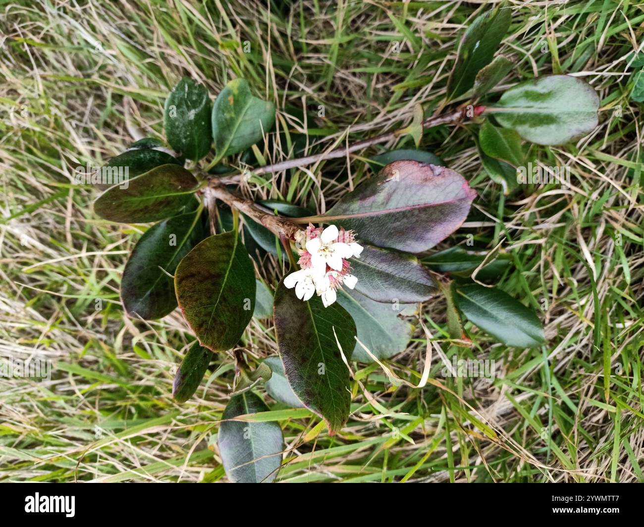 Rhaphiolepis rhaphiolepis umbellata hi-res stock photography and images ...