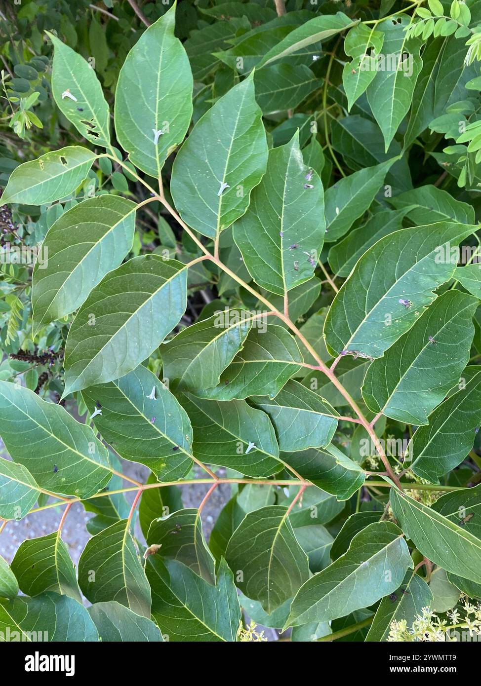 tree-of-heaven (Ailanthus altissima Stock Photo - Alamy