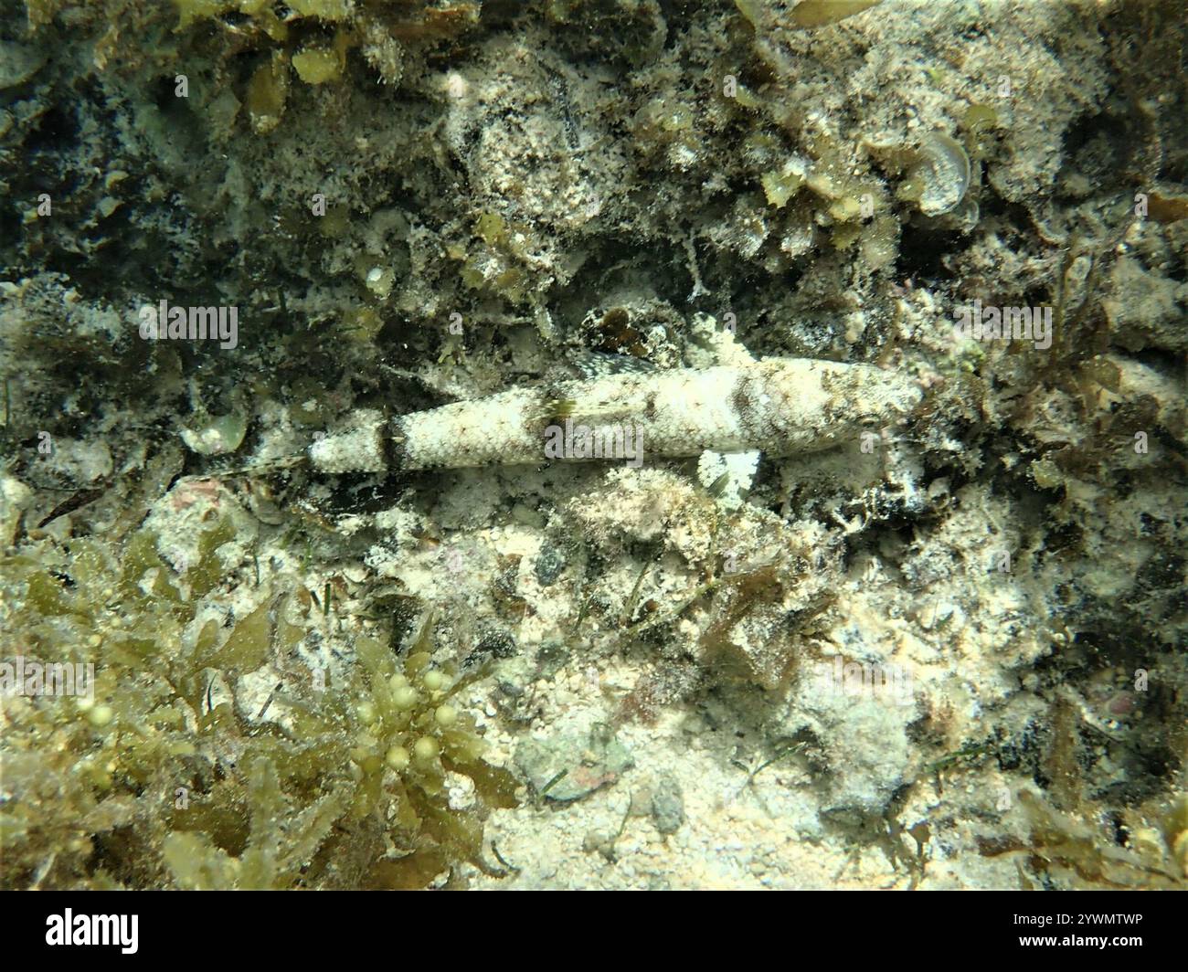Clouded lizardfish hi-res stock photography and images - Alamy