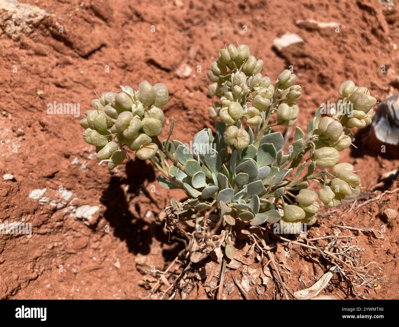 Double Bladderpod (Physaria acutifolia Stock Photo - Alamy