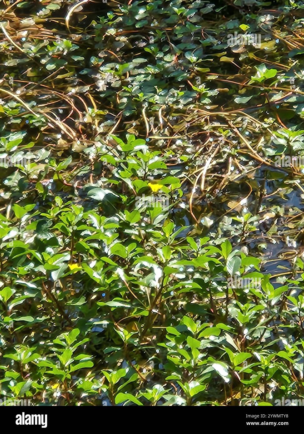 floating primrose-willow (Ludwigia peploides Stock Photo - Alamy