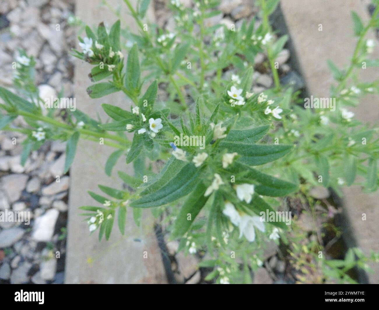 corn gromwell (Buglossoides arvensis Stock Photo - Alamy