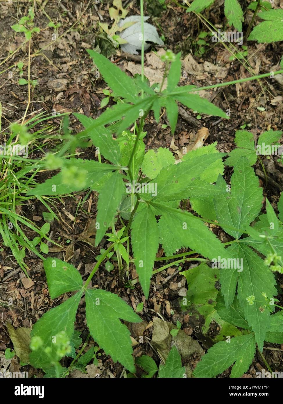 Black Snakeroot (Sanicula canadensis Stock Photo - Alamy