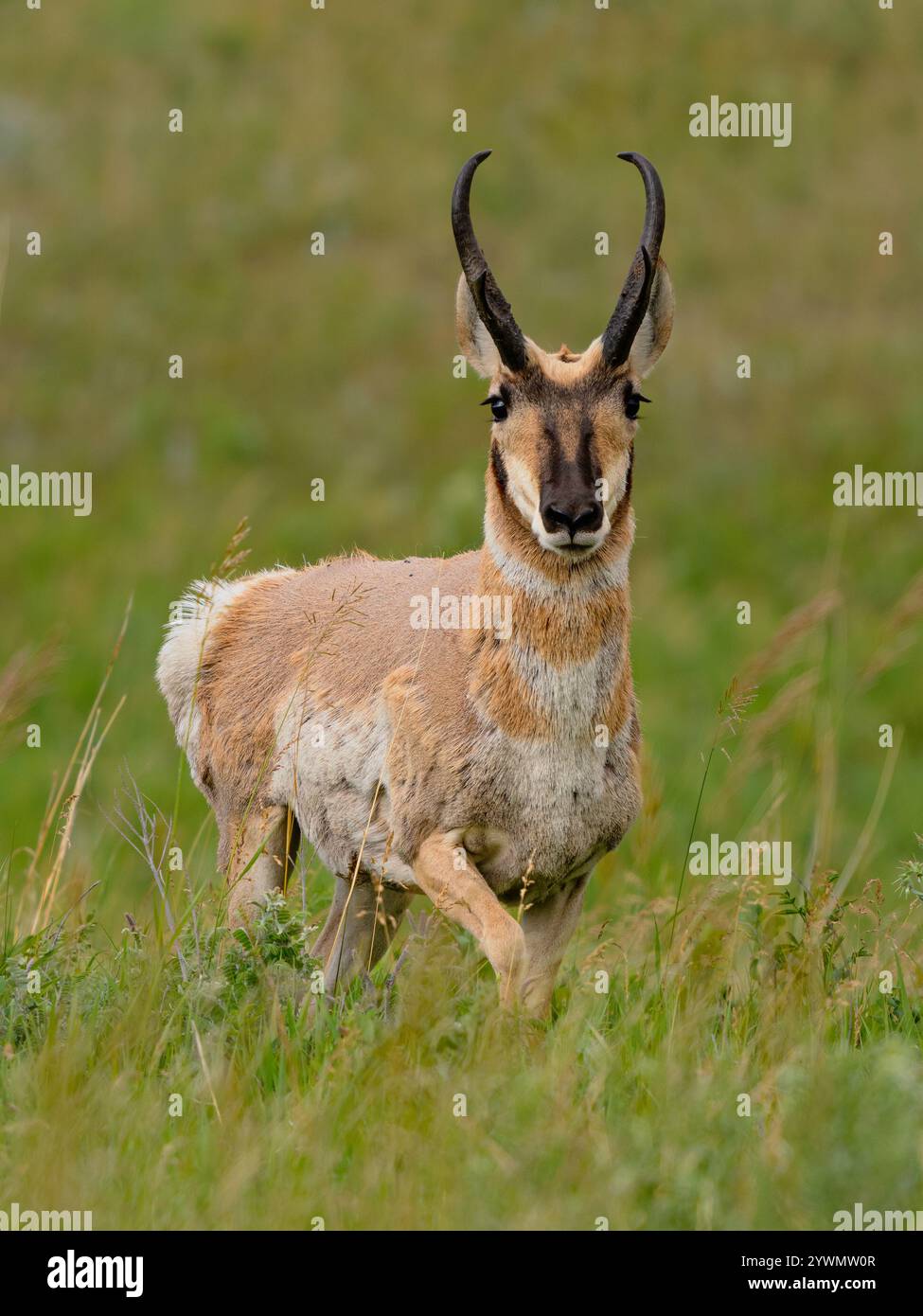 Pronghorn buck mature trophy hi-res stock photography and images - Alamy