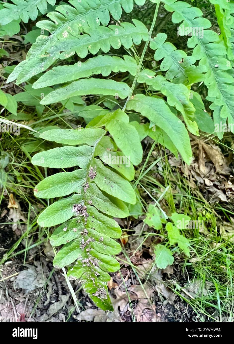 eagle fern (Pteridium aquilinum latiusculum Stock Photo - Alamy