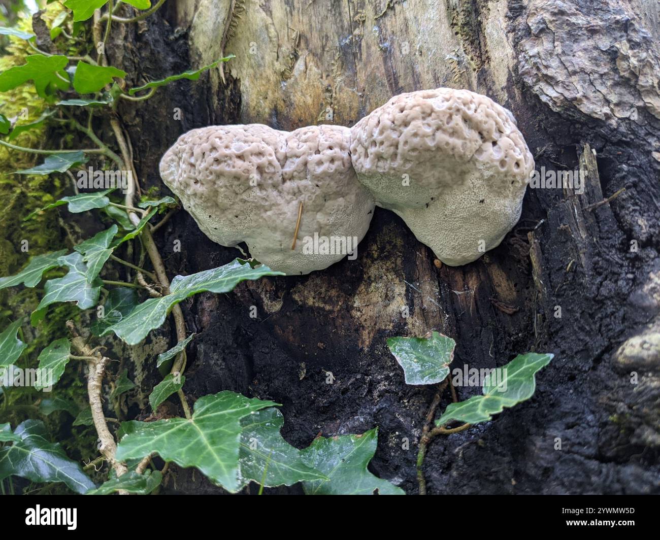 shelf fungi (Polyporales Stock Photo - Alamy