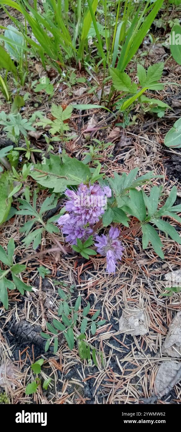 ballhead waterleaf (Hydrophyllum capitatum Stock Photo - Alamy