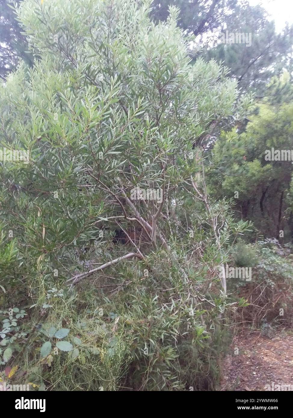 Golden Rods (Acacia longifolia longifolia Stock Photo - Alamy