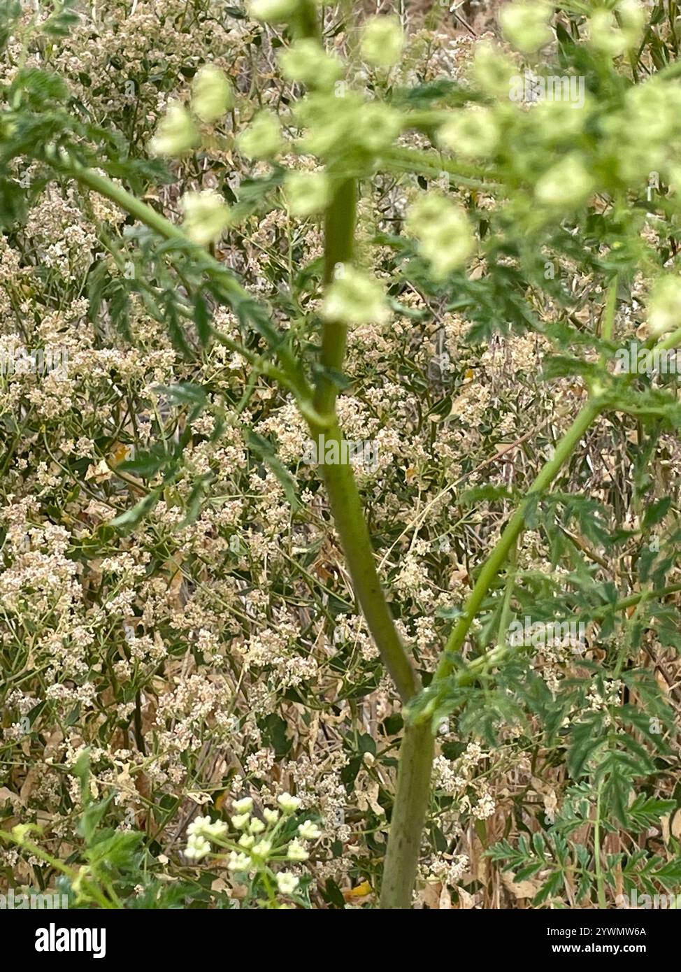 poison hemlock (Conium maculatum Stock Photo - Alamy