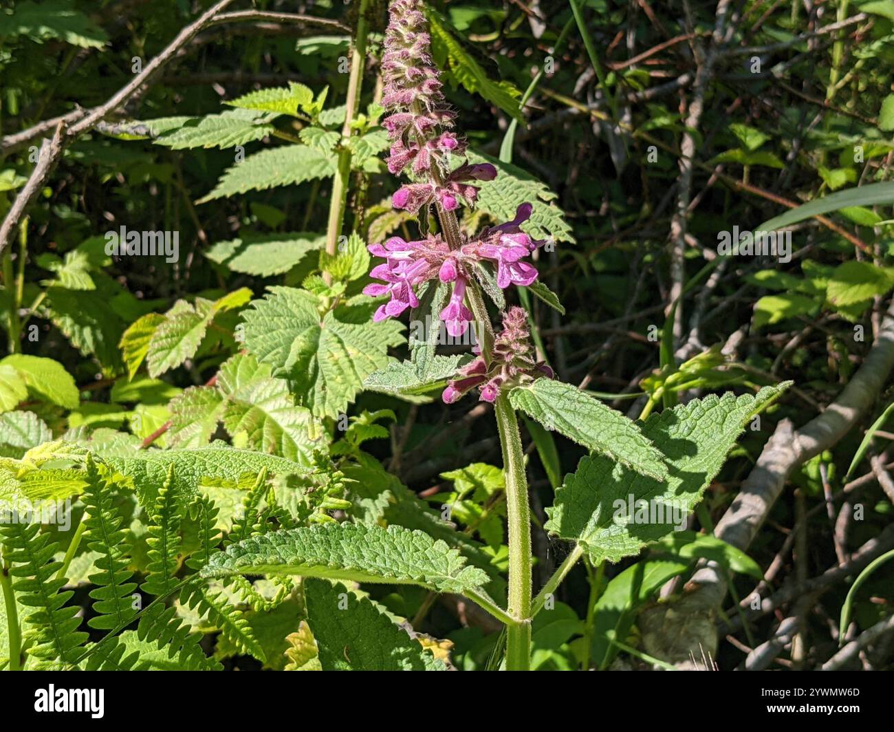 Coastal Hedge-nettle (Stachys chamissonis Stock Photo - Alamy