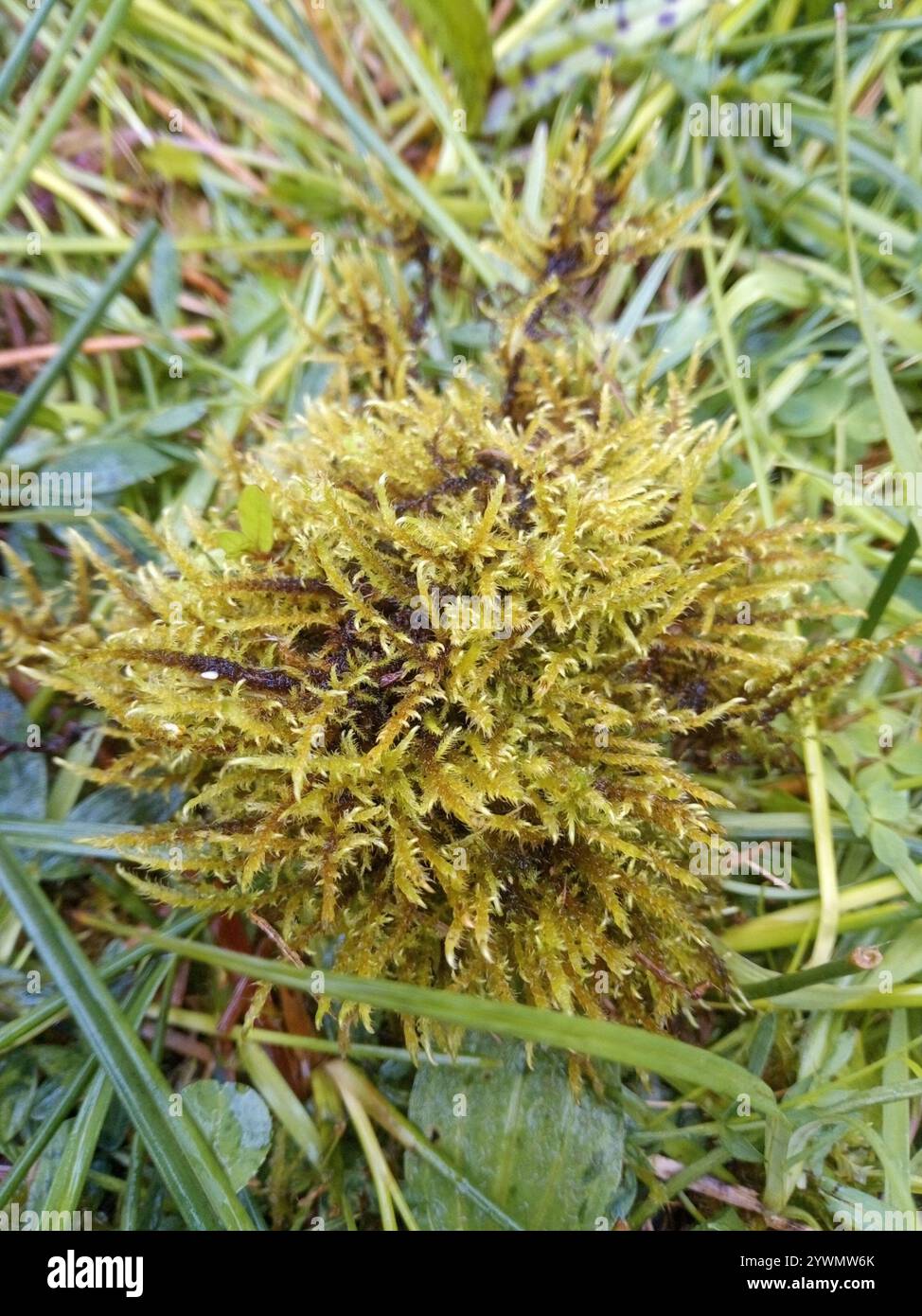 fern-leaved hook-moss (Cratoneuron filicinum Stock Photo - Alamy